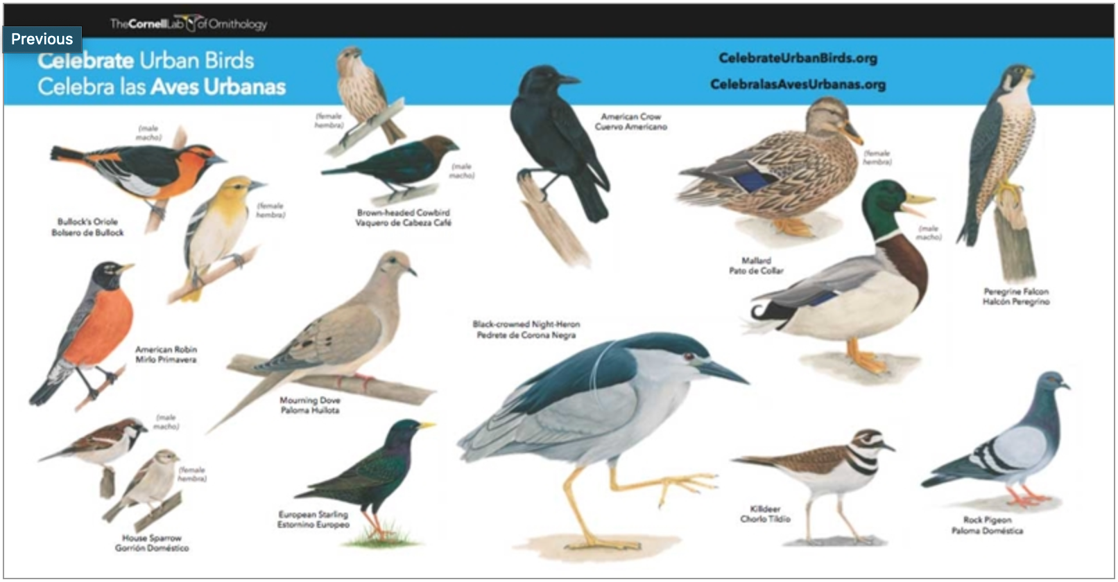Celebrate Urban Birds – Cornell Lab of Ornithology Store